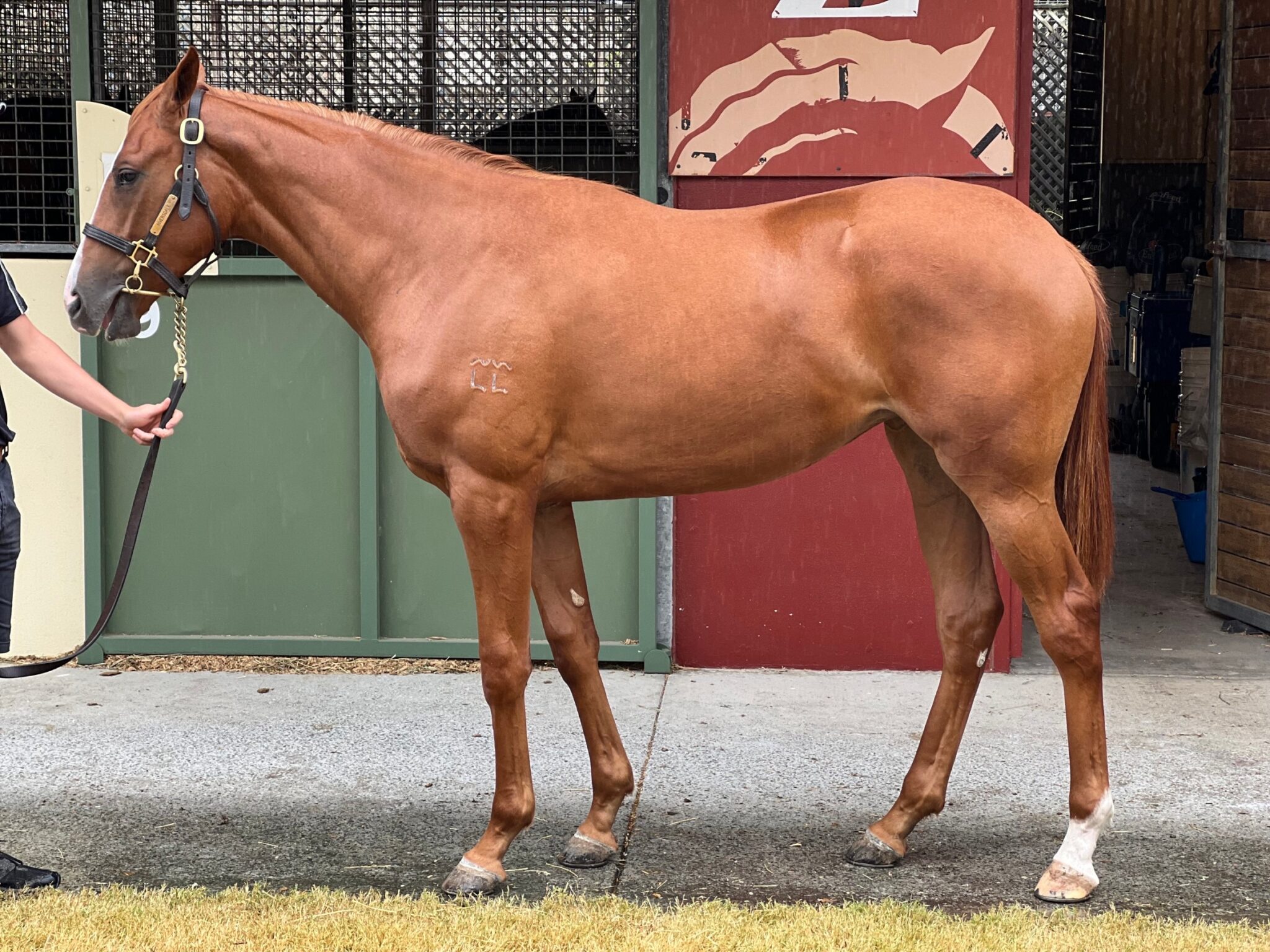 これが豪州の血統トレンド！オーストラリアのリーディング種牡馬TOP5は？ - サラブレッド研究所 / Thoroughbred Lab.